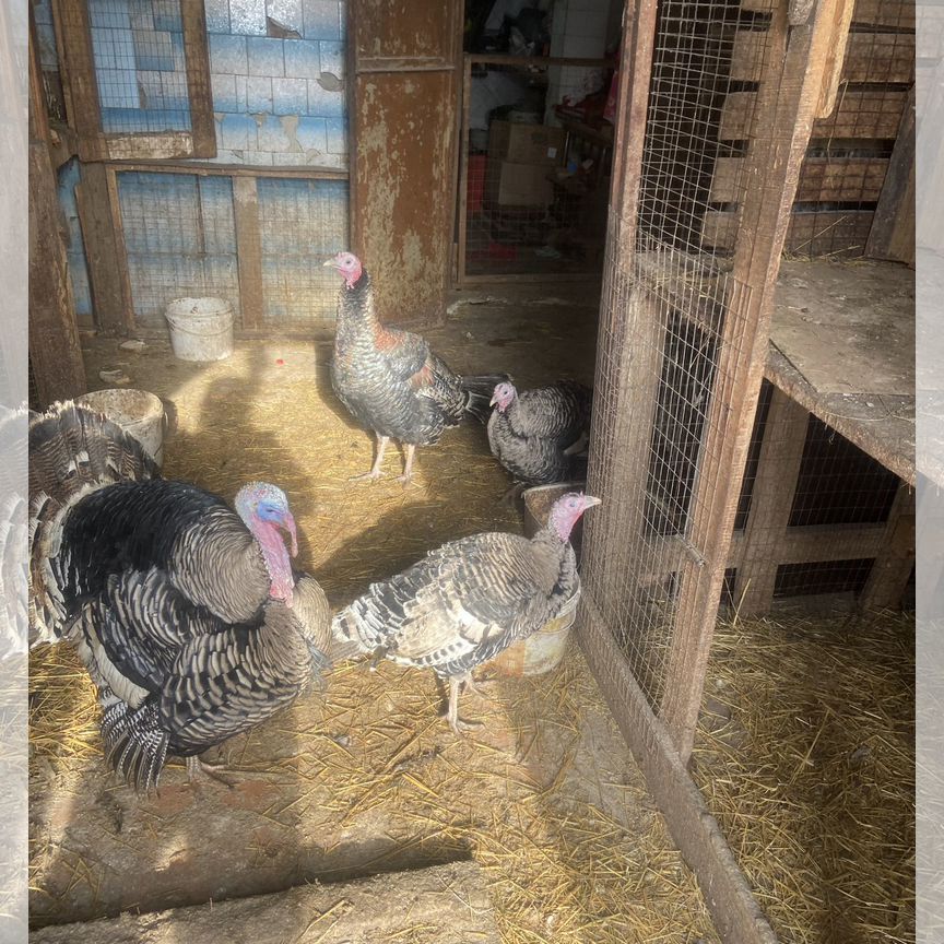 Индюки домашние