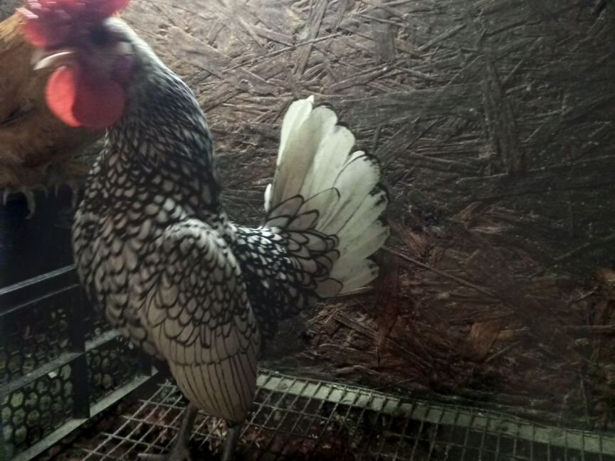 Петухи породы Сибрайт и Бентамка