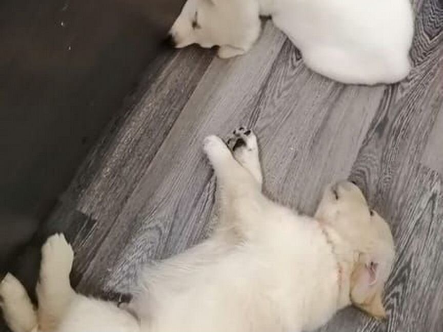 Палевый кобель Лабрадора