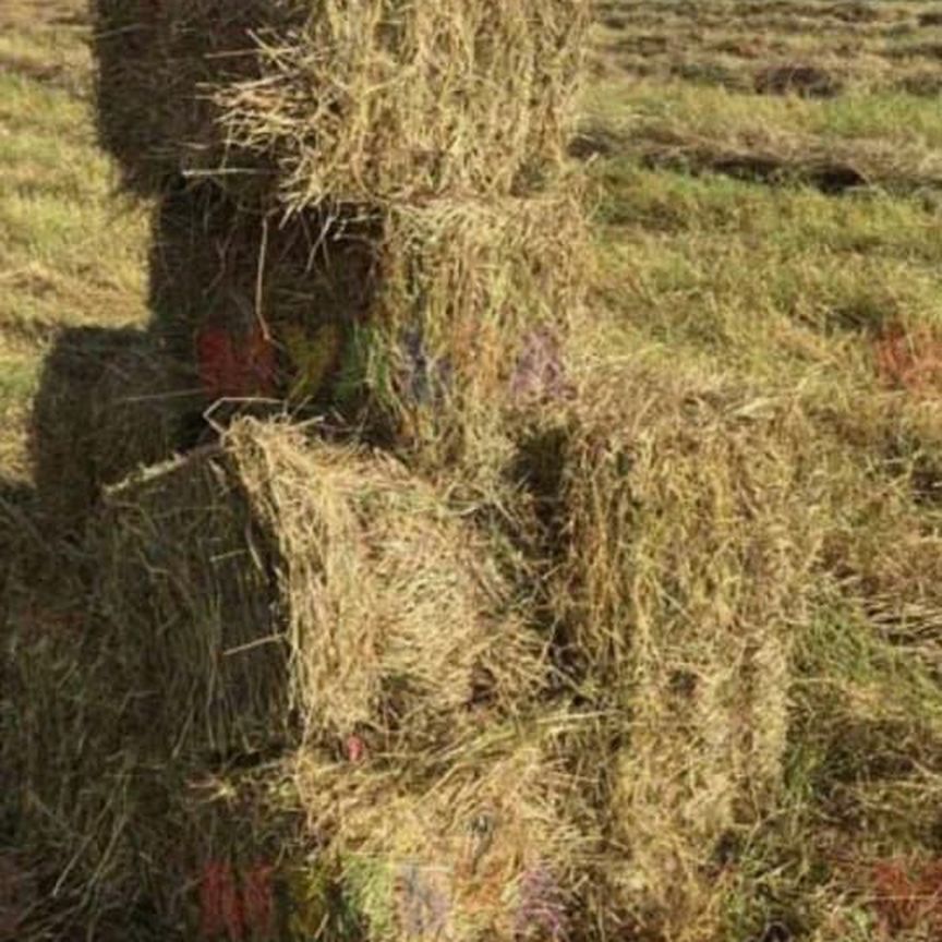 Сено люцерны в тюках и суданка