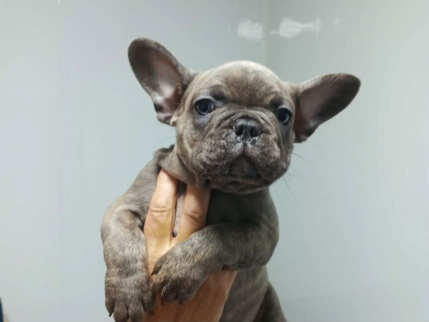Французский бульдог щенки