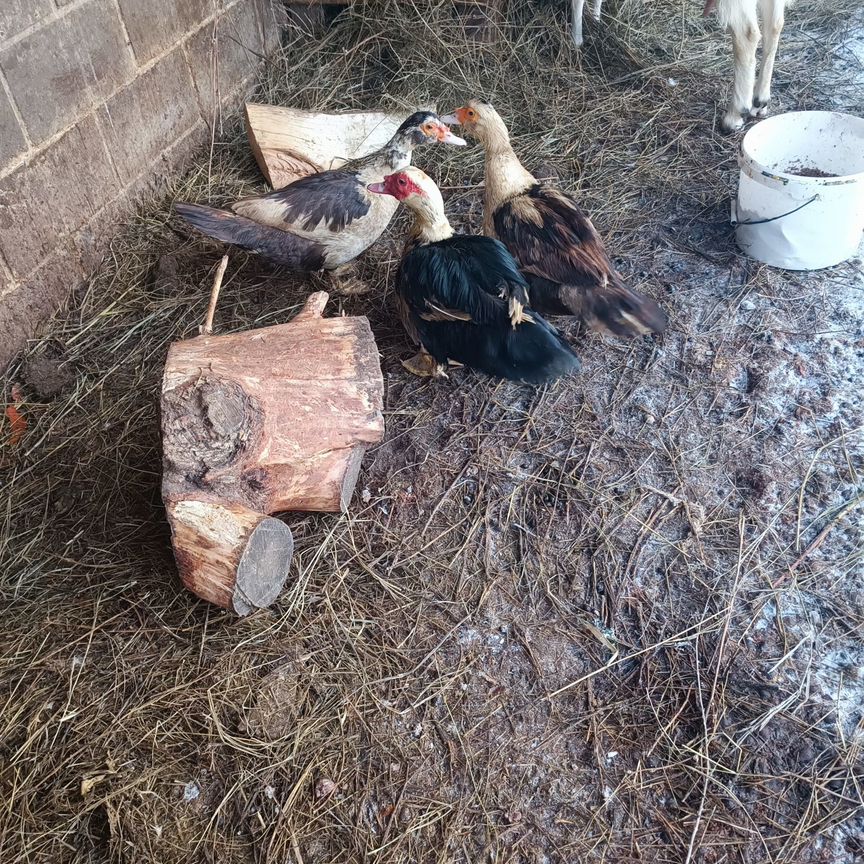 Семья Индоуток