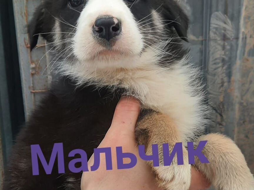 Щенки мальчики