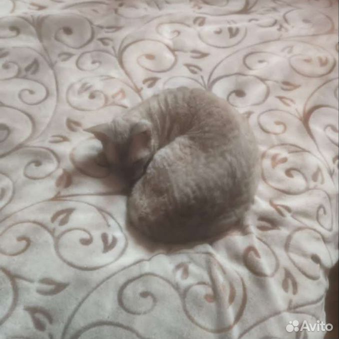 Кот порода Корниш Рекс