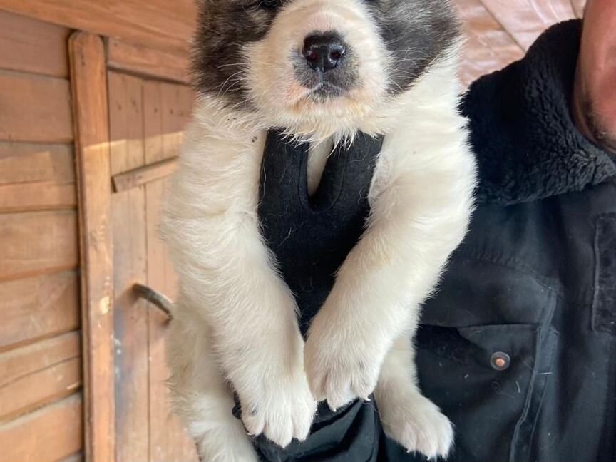 Среднеазиатская овчарка