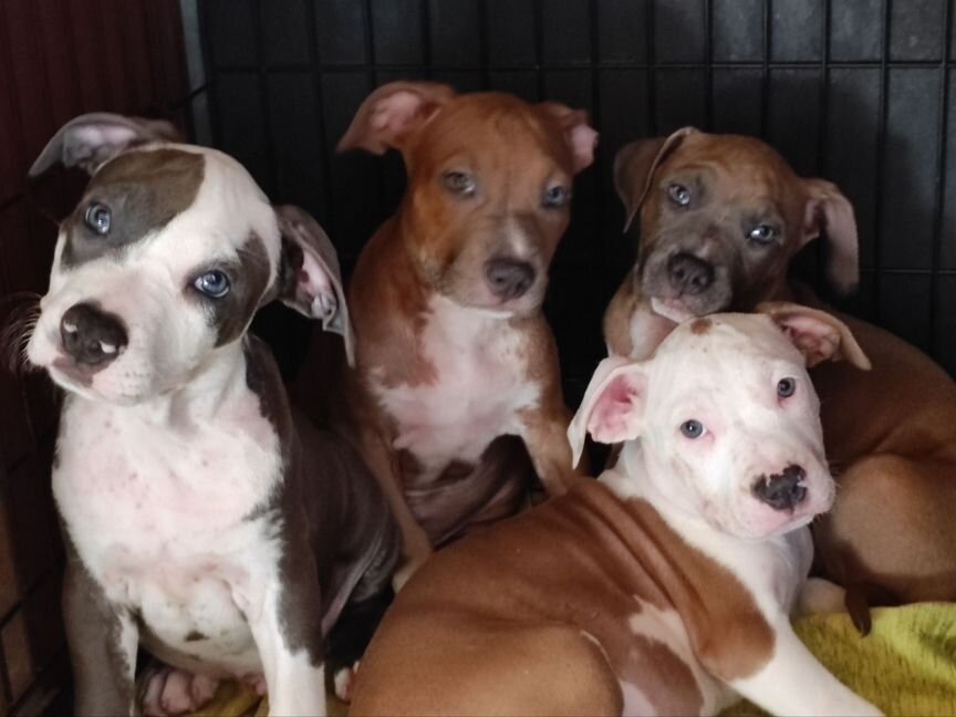 Стаффордширский терьер щенки