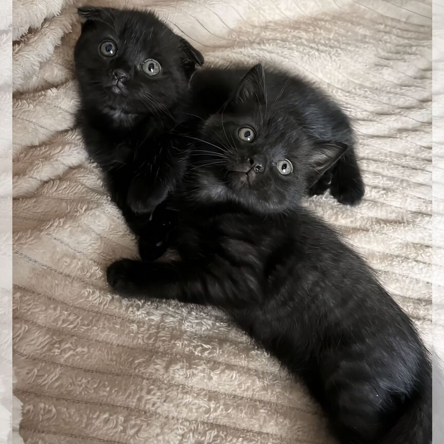 Шотландский прямоухий короткошёрстный котёнок