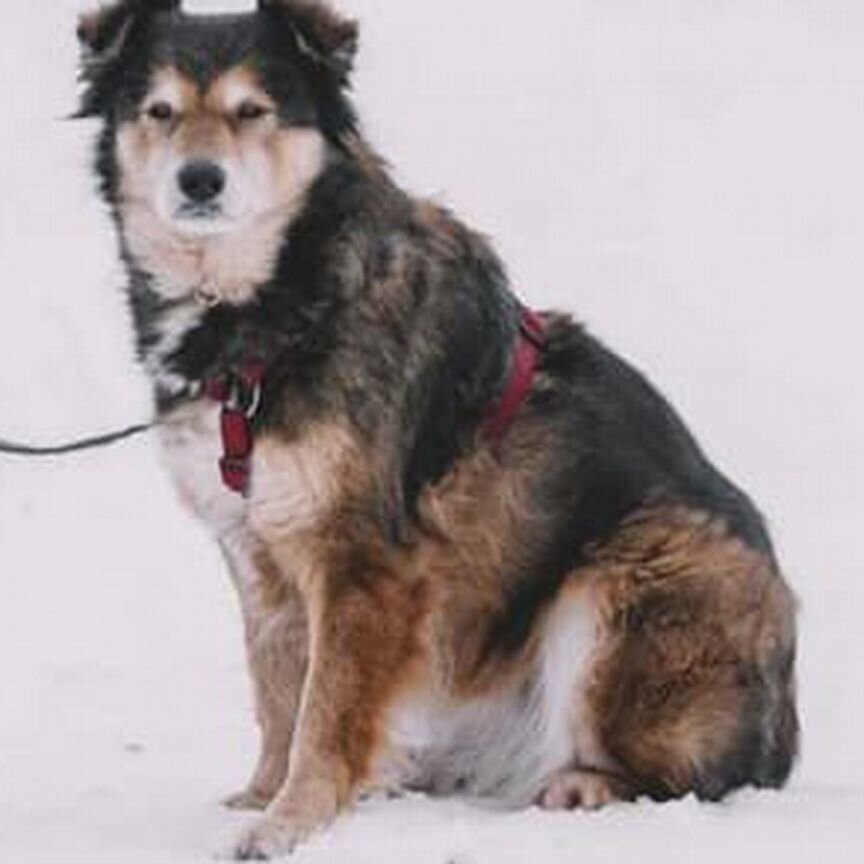 Собака в добрые руки