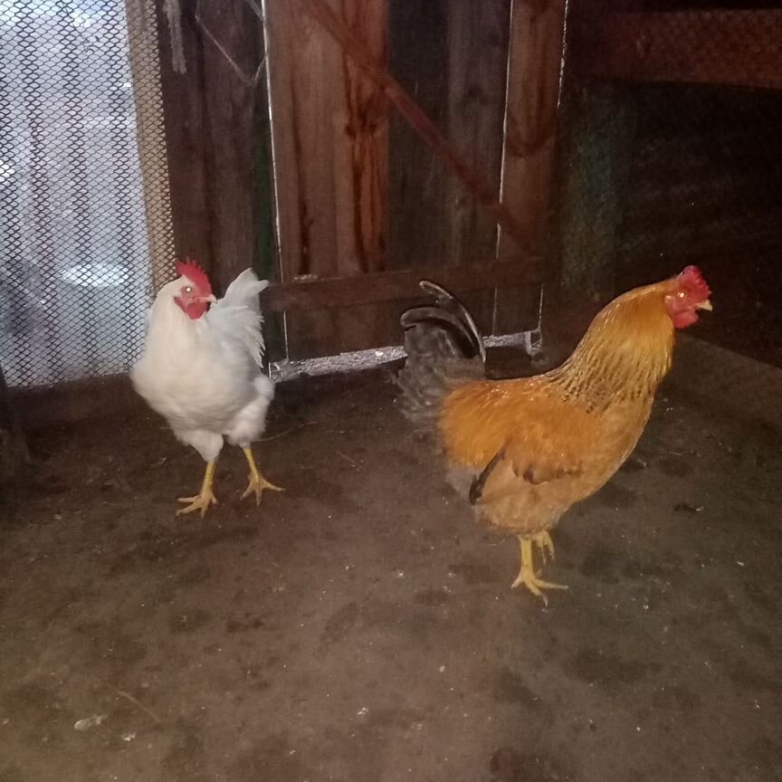 Молодые петухи