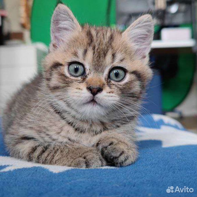 Британский котенок пятнистый табби