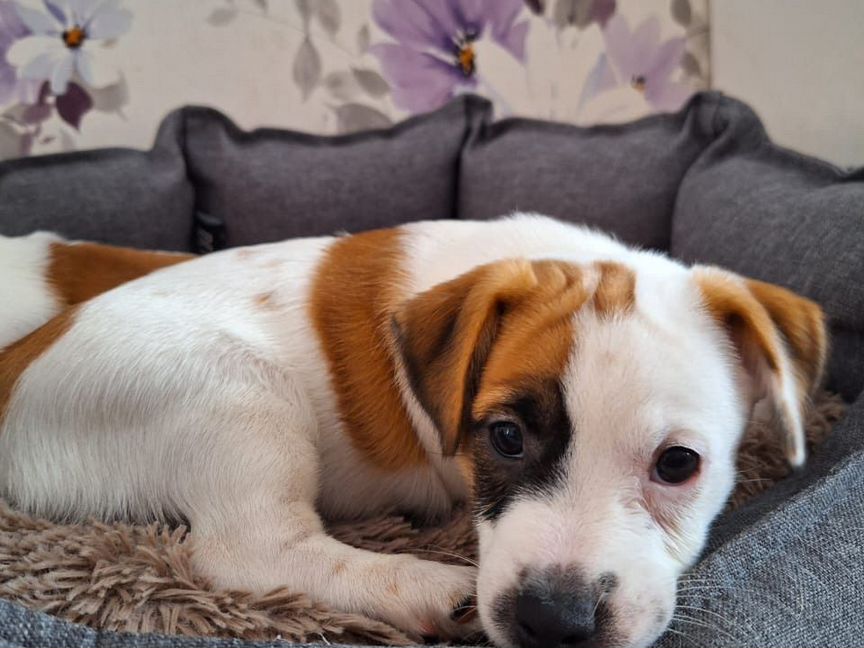 Породистые щенки джек Рассел терьер