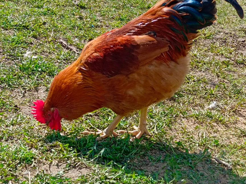 Куры несушки