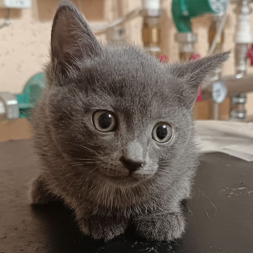 Русский голубой котёнок