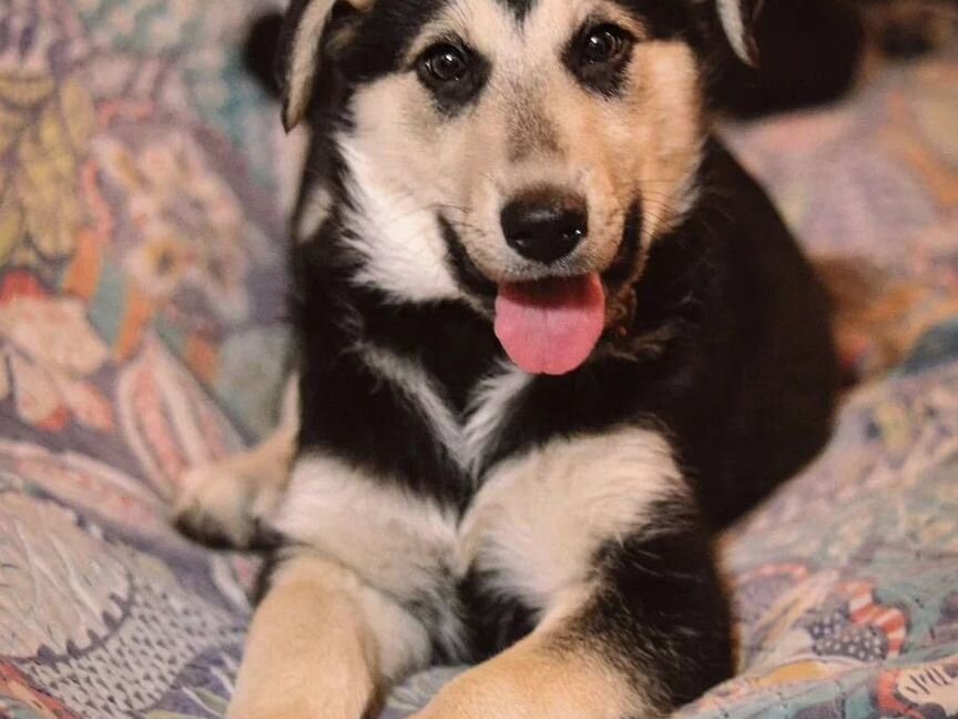 Щенок Бемби хочет домой