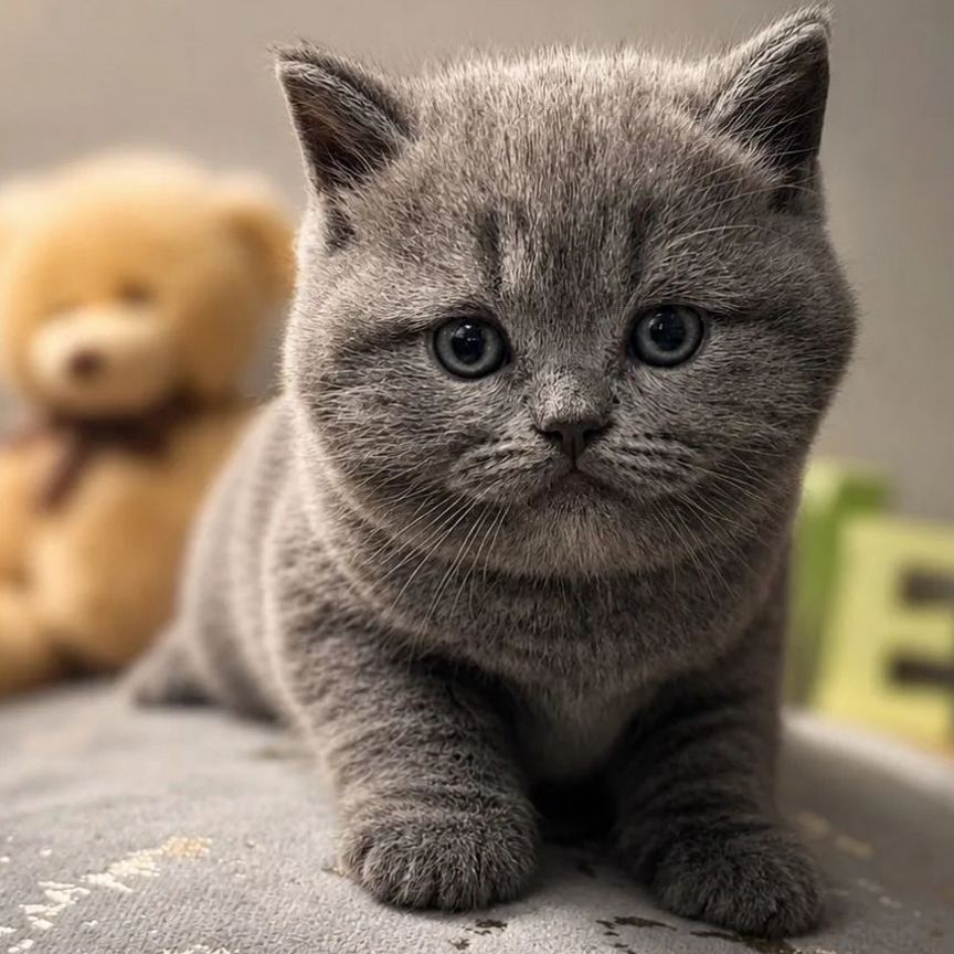 Британский короткошёрстный котёнок