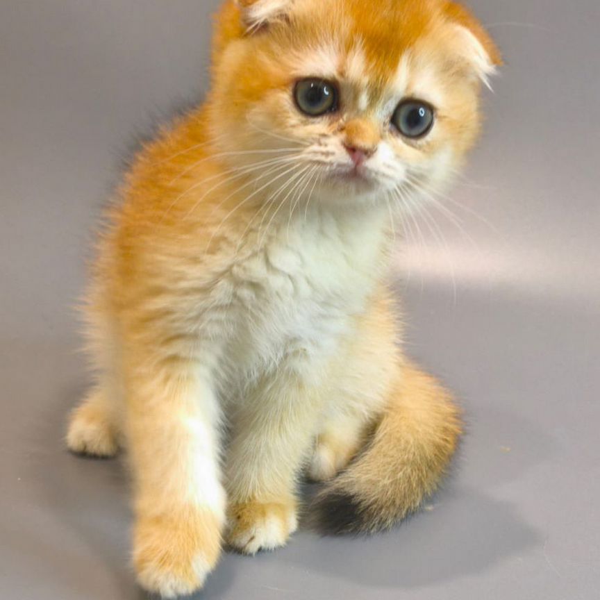 Шотландское золото