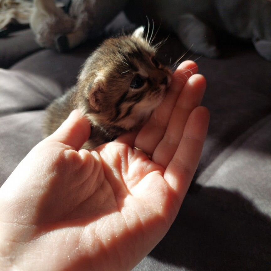 Котята в добрые руки бесплатно