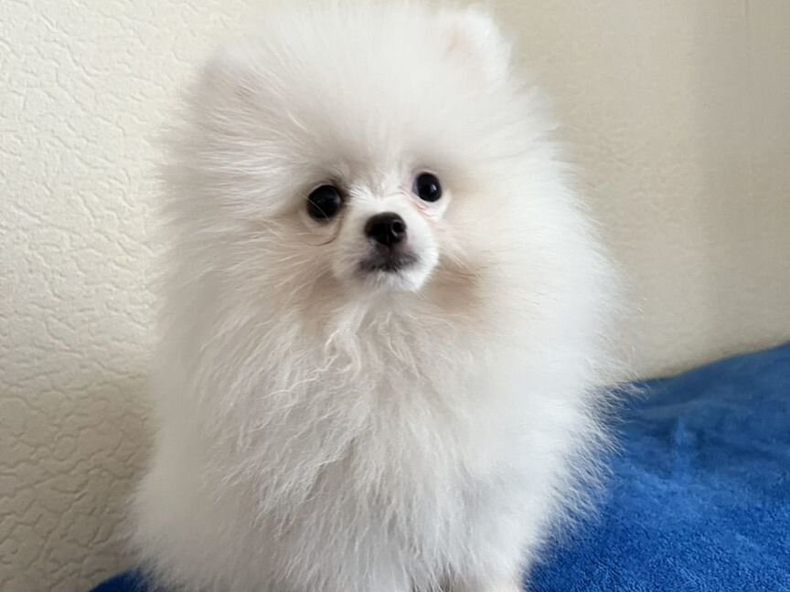 Померанский шпиц mini