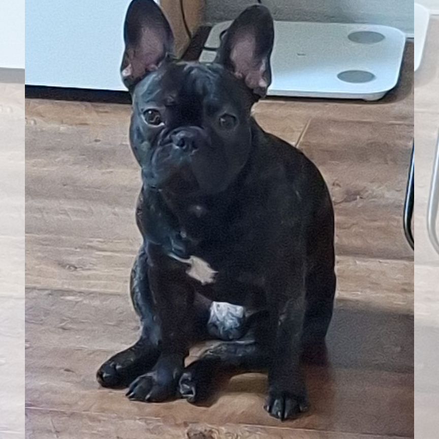 Французский бульдог, щенок