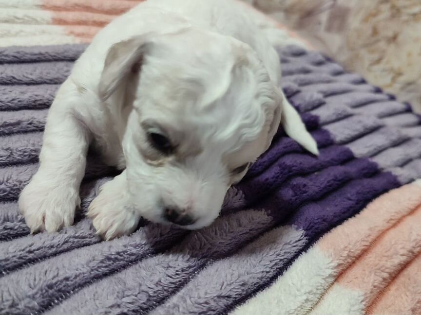 Малыши щенки