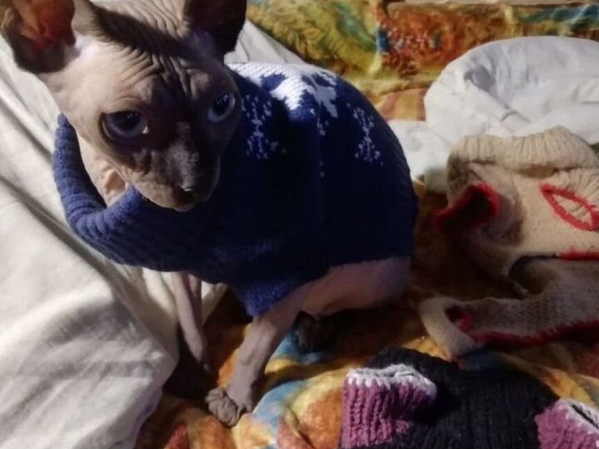 Канадский сфинкс