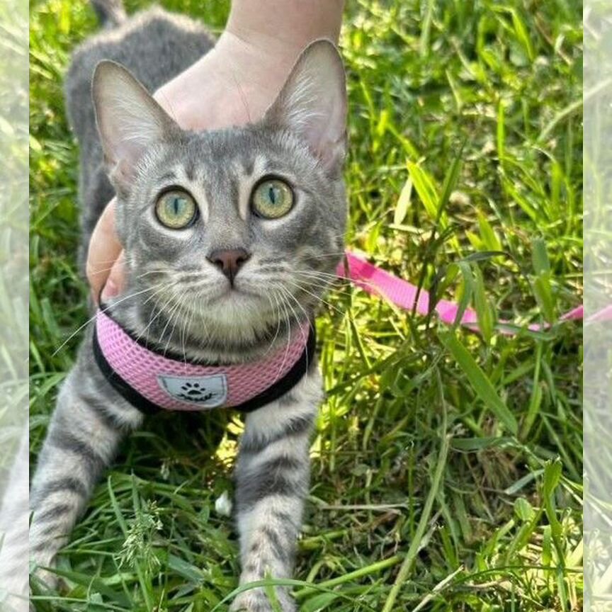 Бенгальская голубая девочка