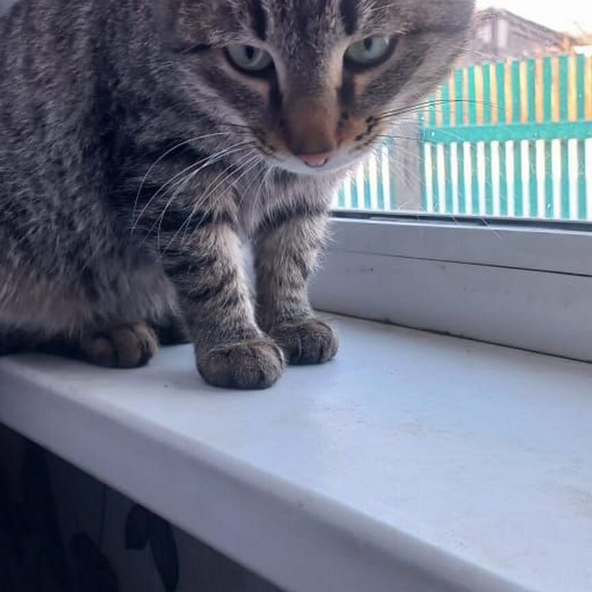 Отдам котика