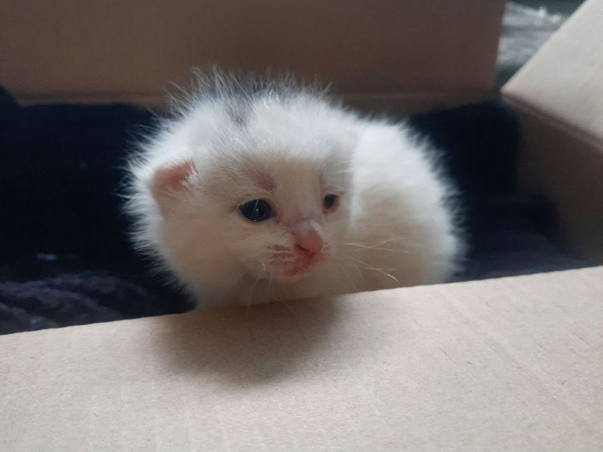 Котенок