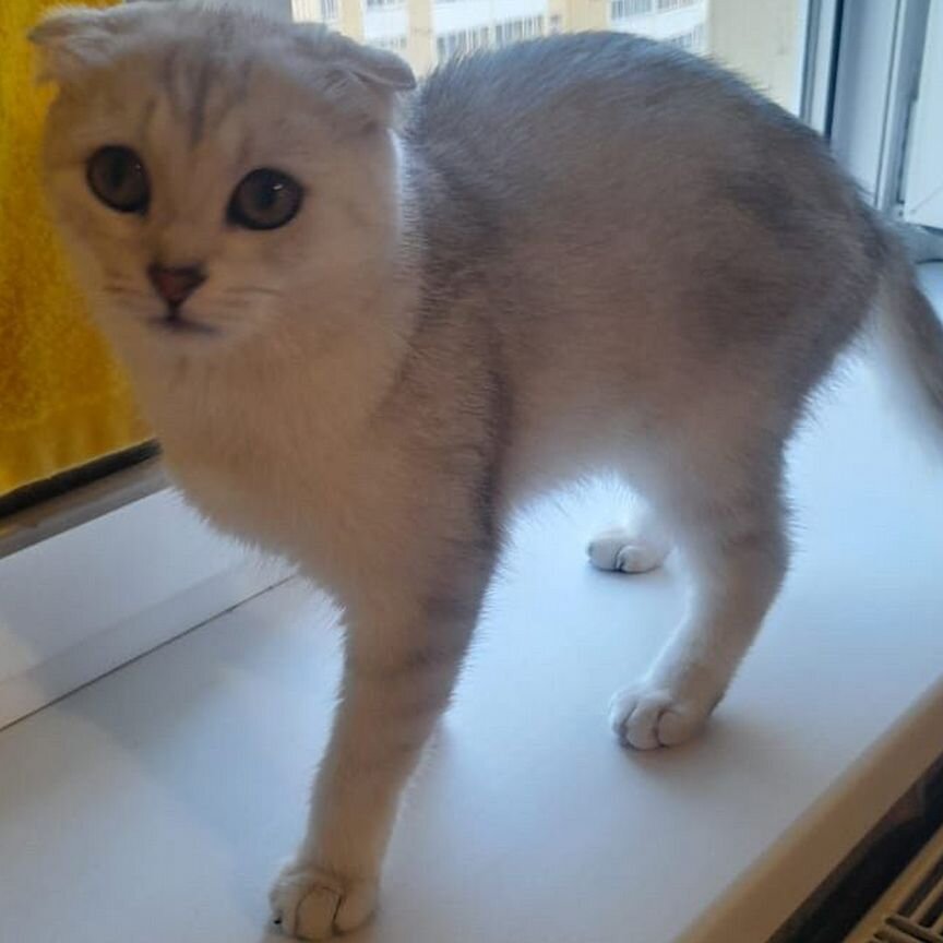 Котята в добрые руки даром