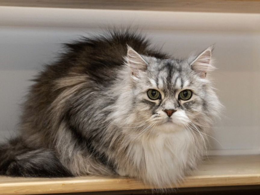 Кот ищет семью