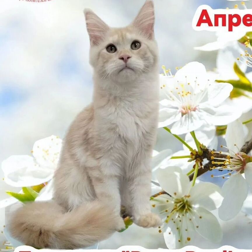 Мейн-кун котёнок