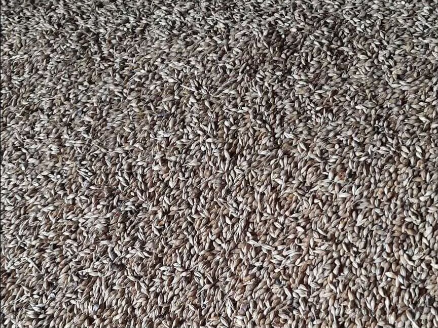 Ячмень озимый, Сахарная свёкла на корм