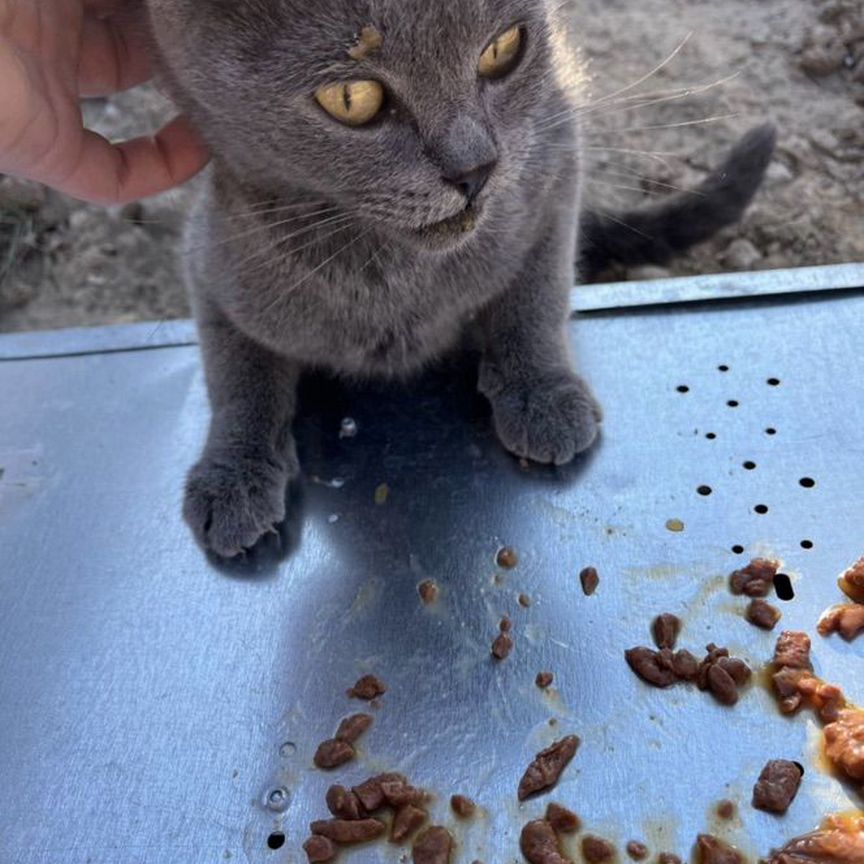 Русский голубой котенок