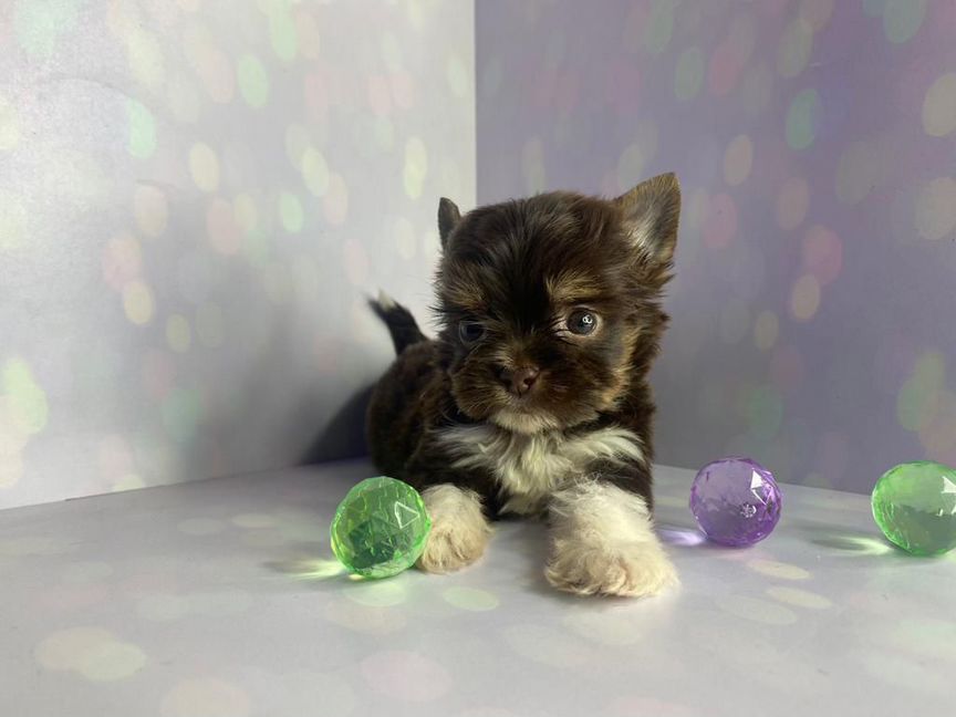 Крохотный малыш Биро Йорка