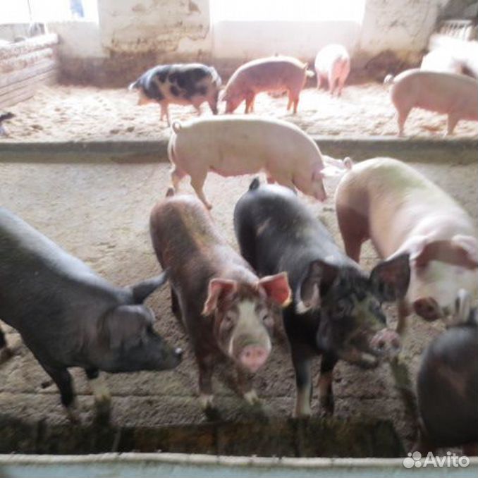 Продам свинину