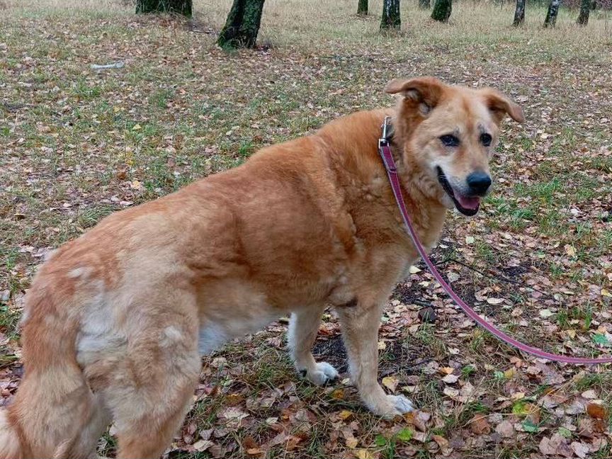 Фиона-рыжая добрая собака из приюта