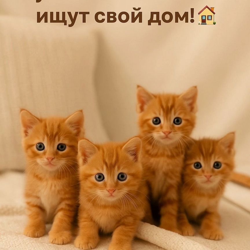 4 рыжих котенка
