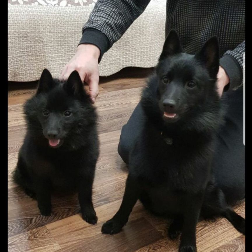 Немецкая овчарка