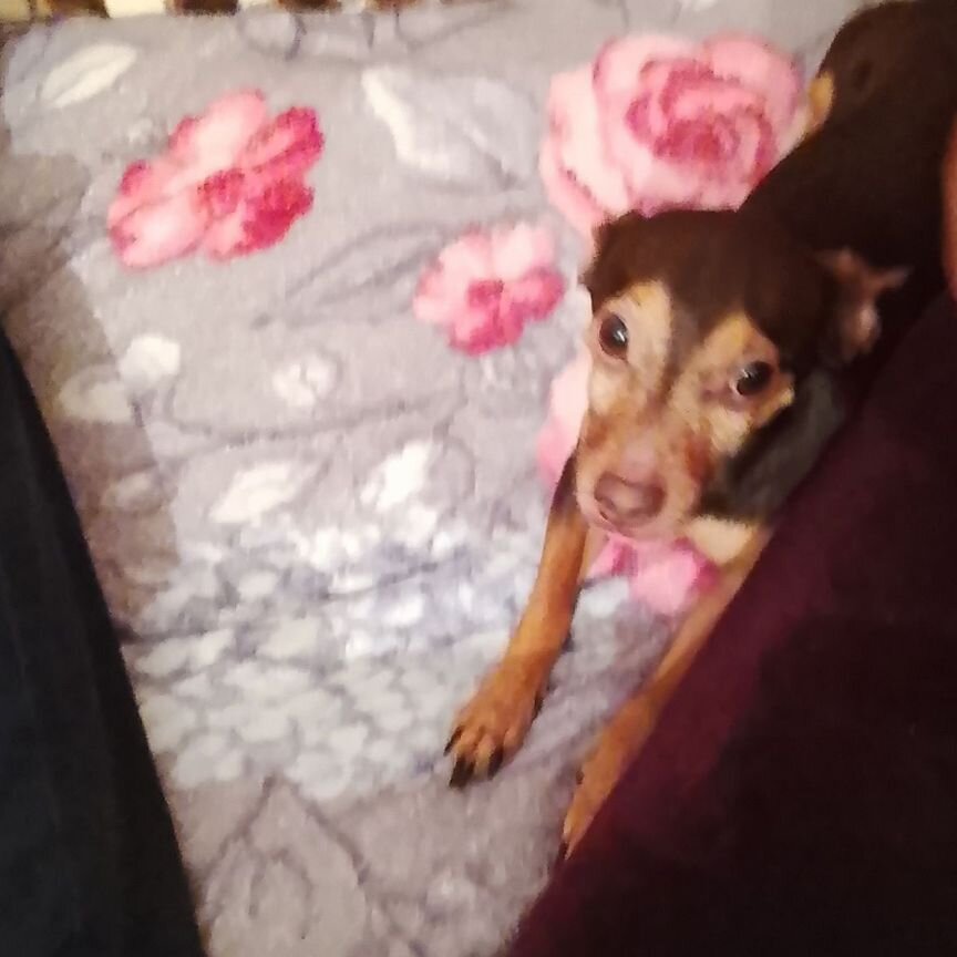 Чихуахуа, взрослый пёс