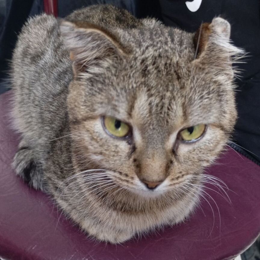 Взрослая, кошка в добрые руки