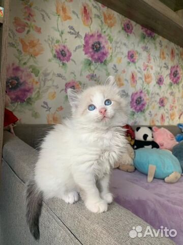 Котенок кошечка бесплатно