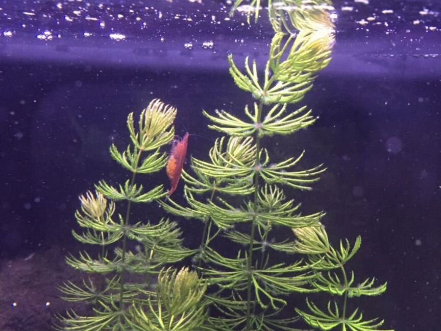 Креветки неокардины