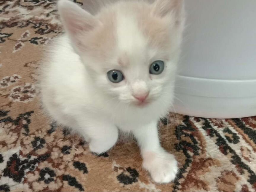 Кошка мышеловка
