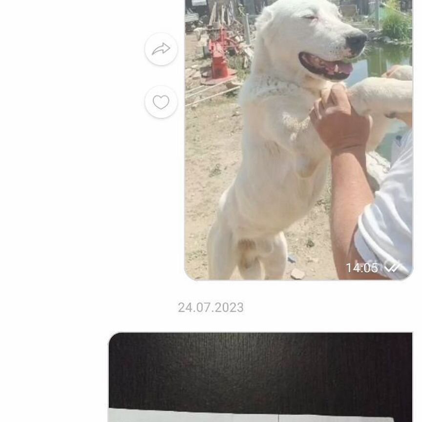 Алабай в добрые руки