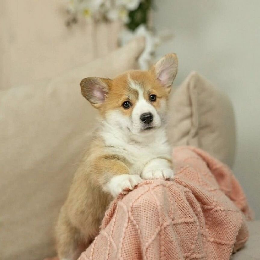 Вельш-корги пемброк девочка