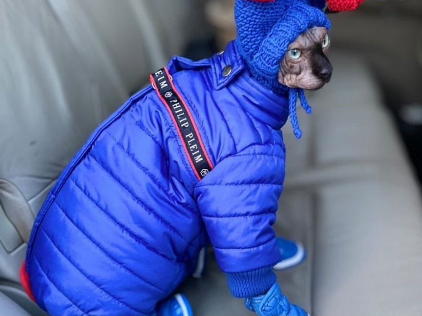 Комбинезон для кота (пуховик для сфинкса)