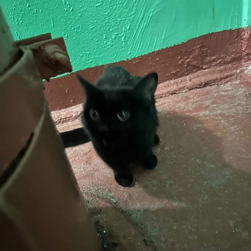 Кошка в подъезде