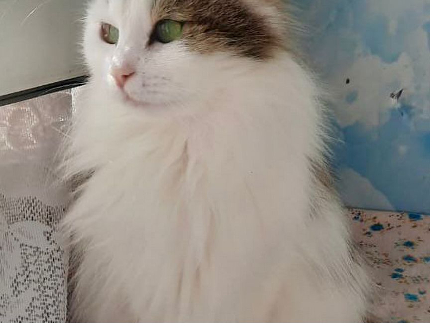 Кошка
