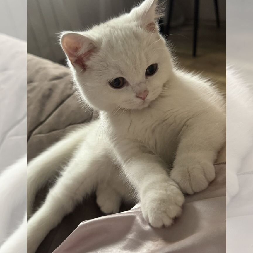 Шотландский прямоухий короткошёрстный котёнок