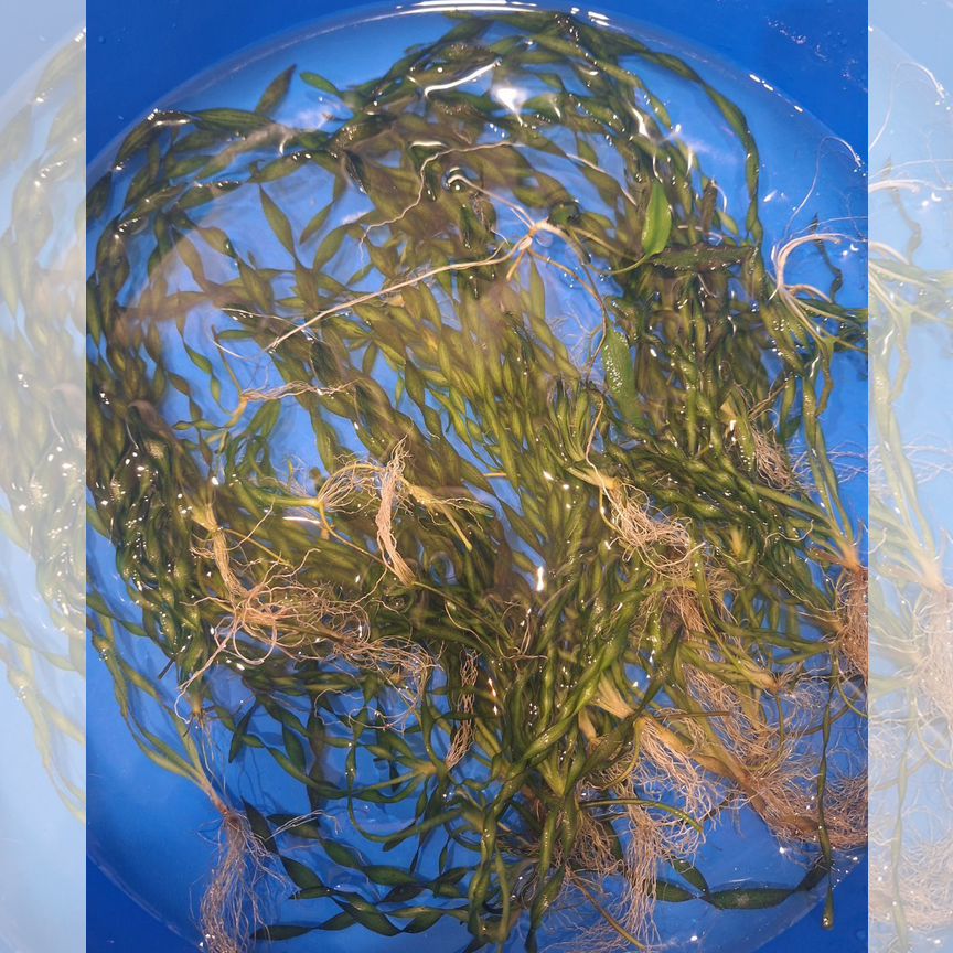 Аквариумное растение